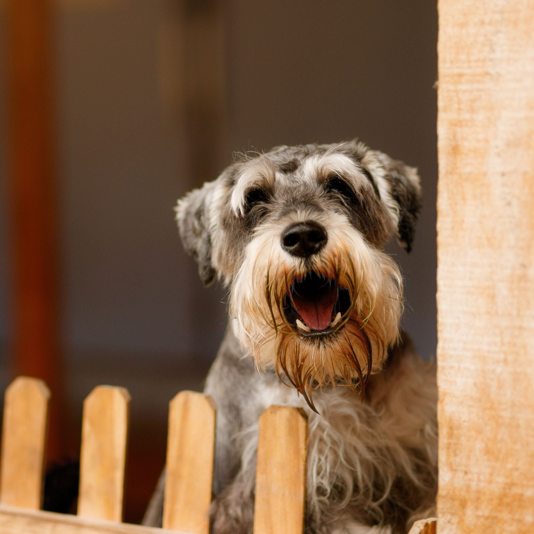 Top 3 Tips to Stop Excessive Barking in Dogs